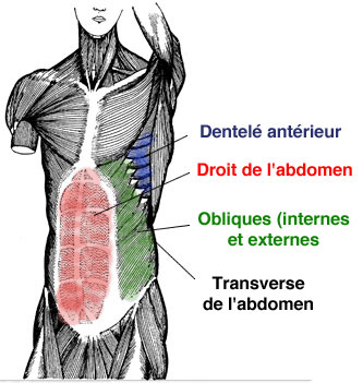 Est-ce que faire des exercices abdominaux peut vous aider à brûler la ...
