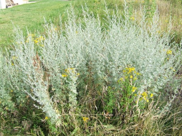 Adénoïdite: Symptômes et Traitement - Therapeutes Magazine