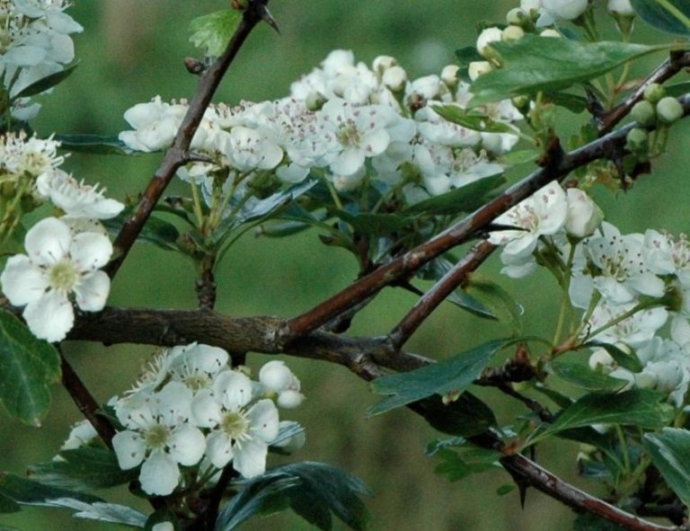 Aubépine : propriétés et remèdes naturels à base d'aubépine ...