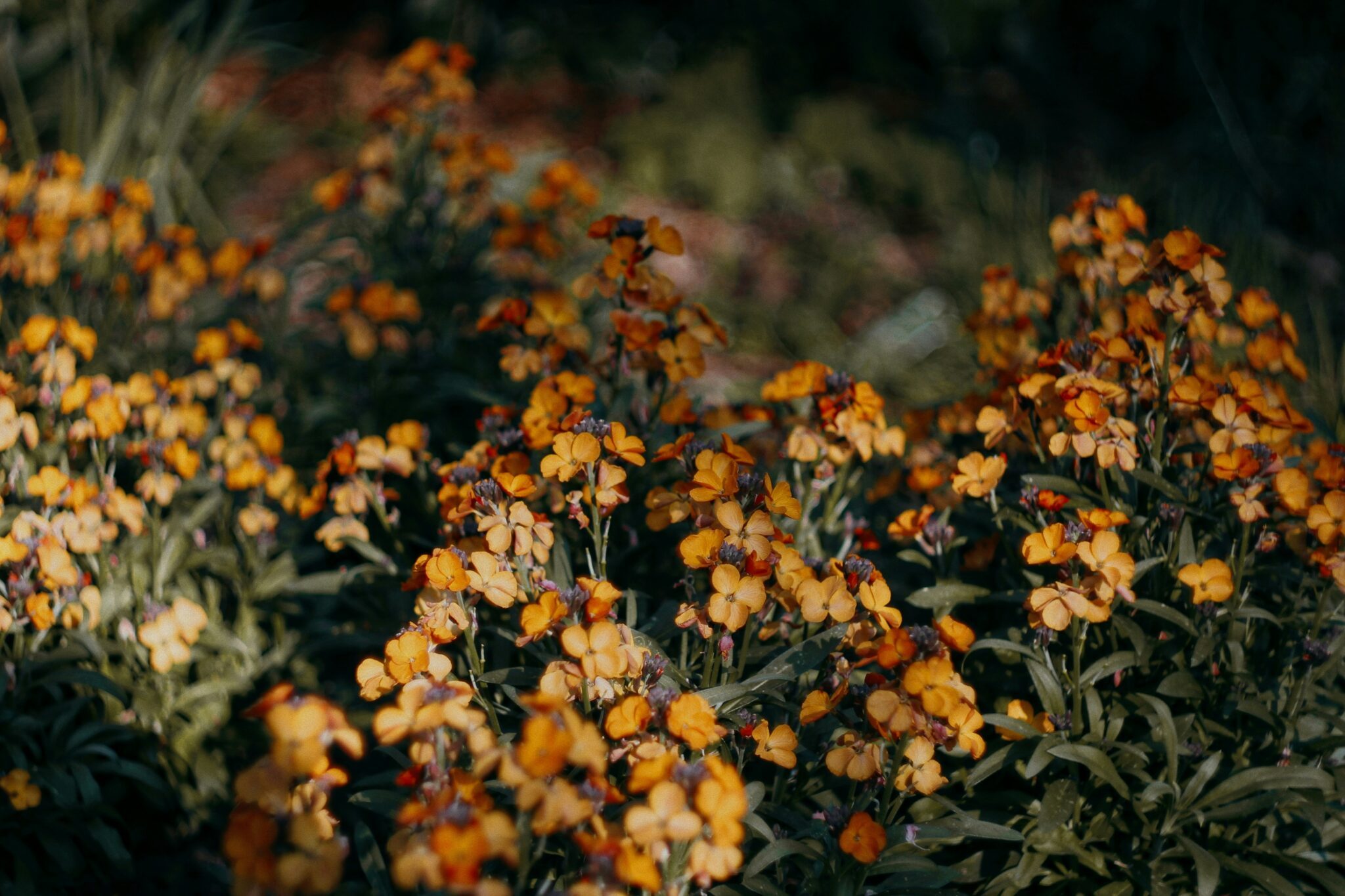 Erysimum officinale : Propriétés et utilisations traditionnelles