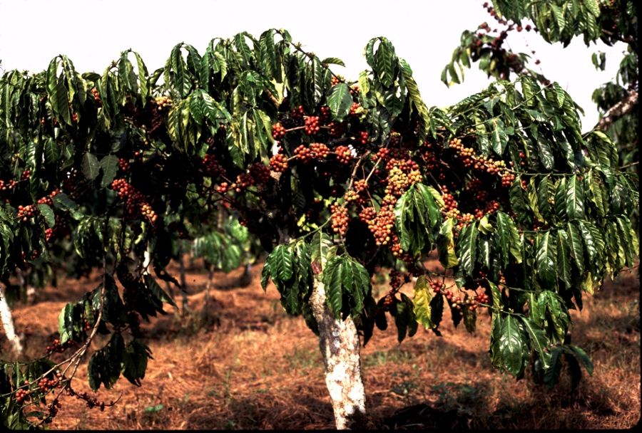 Caféier: C'est aussi une plante médicinale ! Découvrez ses vertus ...