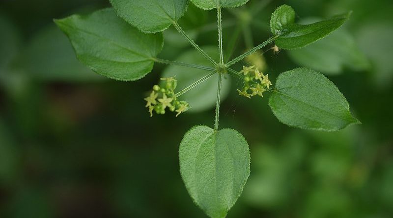 La Manjishta: la plante ayurvédique anti-vieillissement - Therapeutes ...