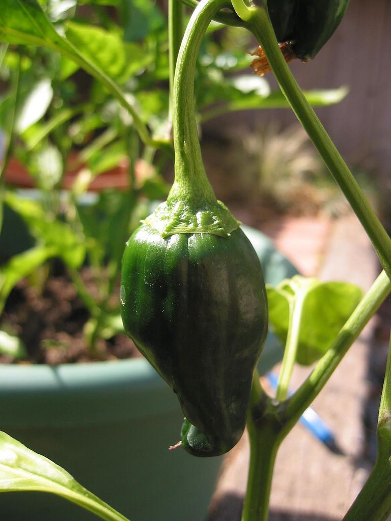 Les bienfaits du piment poblano pour la santé - Therapeutes Magazine