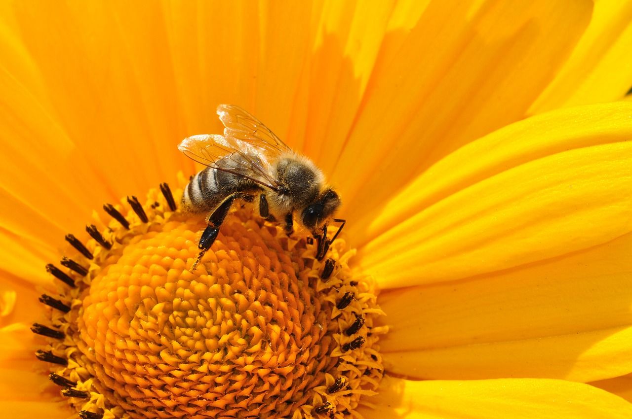 Le pollen, le super aliment des abeilles - Therapeutes Magazine