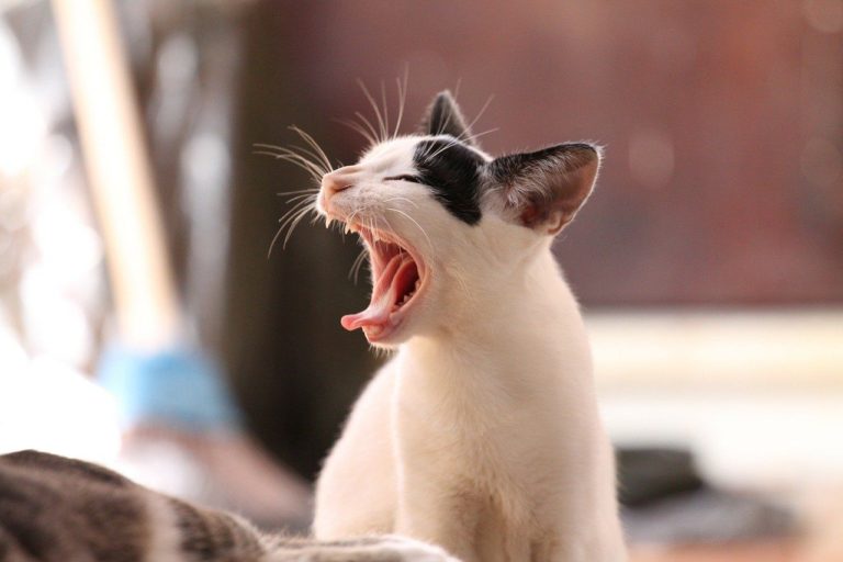 Maladie des griffes du chat: Symptômes, Causes et Traitements ...