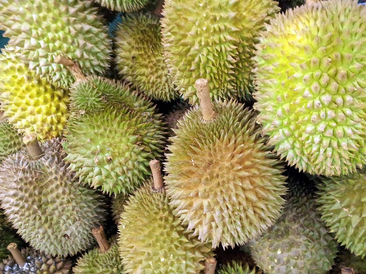 Durian : le "fruit qui pue" est-il bon ou mauvais pour la santé